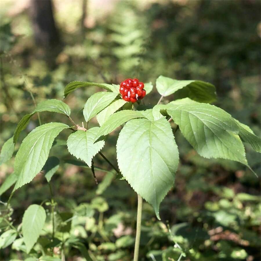 GARDEN American Ginseng Seed 100 Seeds Panax Quinquefolius Deciduous ...
