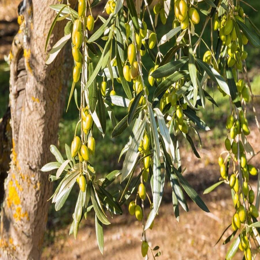 10 CANINO OLIVE TREE Olea Europaea Canino Edible European Common Green ...