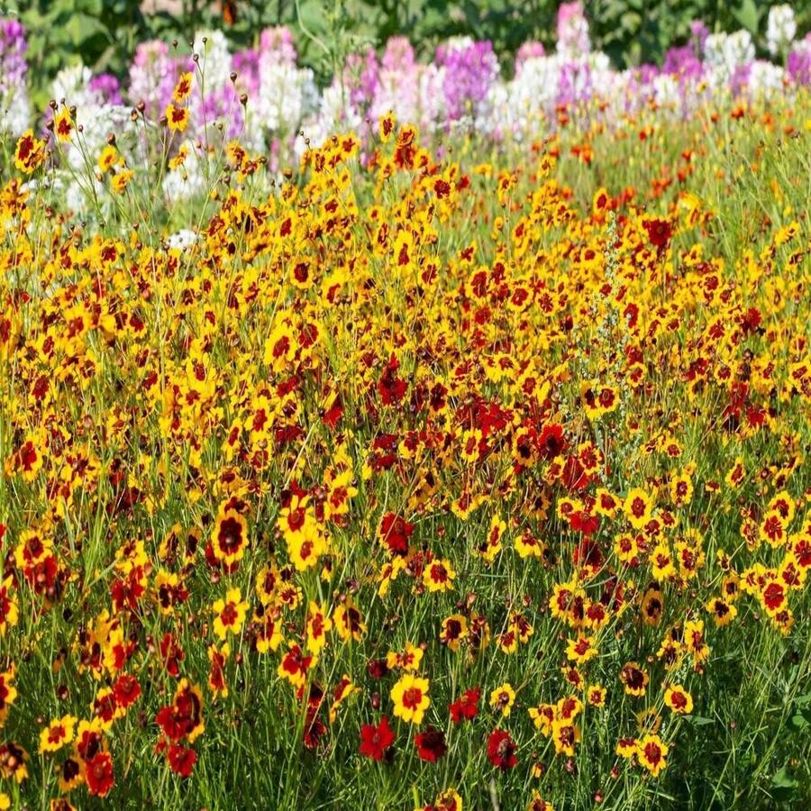 1000 GOLDEN WAVE COREOPSIS (Goldenmane Tickseed) Coreopsis Basalis ...