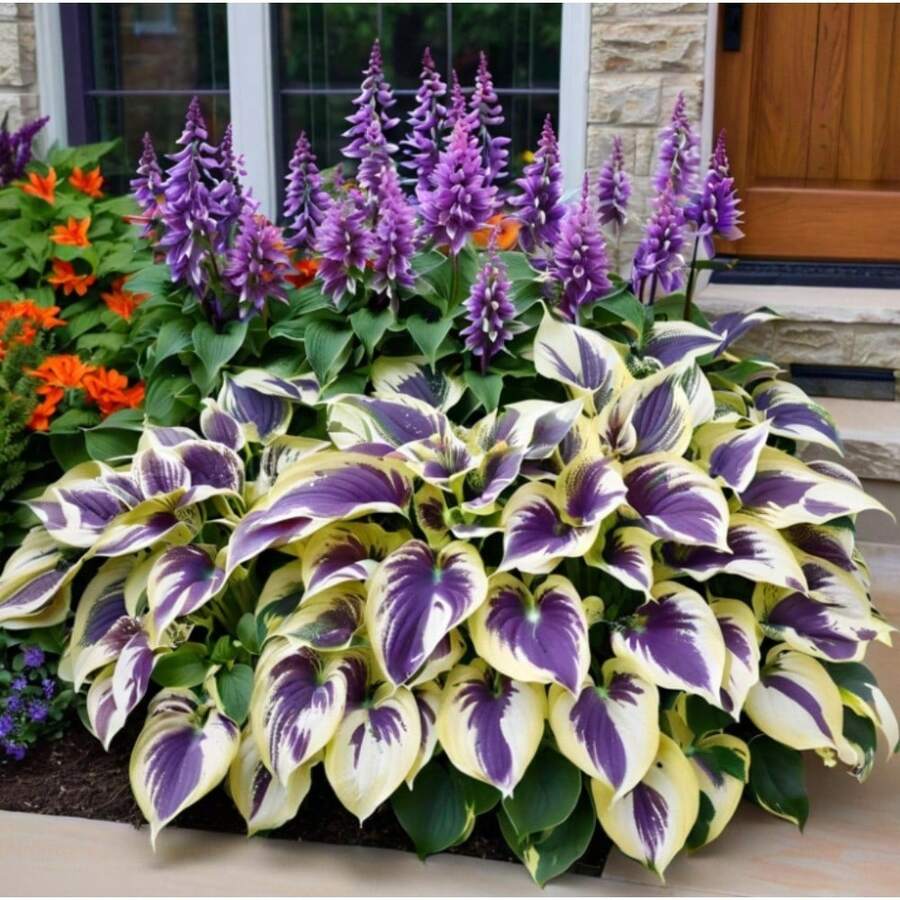 110 Hosta Seeds Heart-Shaped Hosta Rich Foliage, Heart Shaped Leaves ...