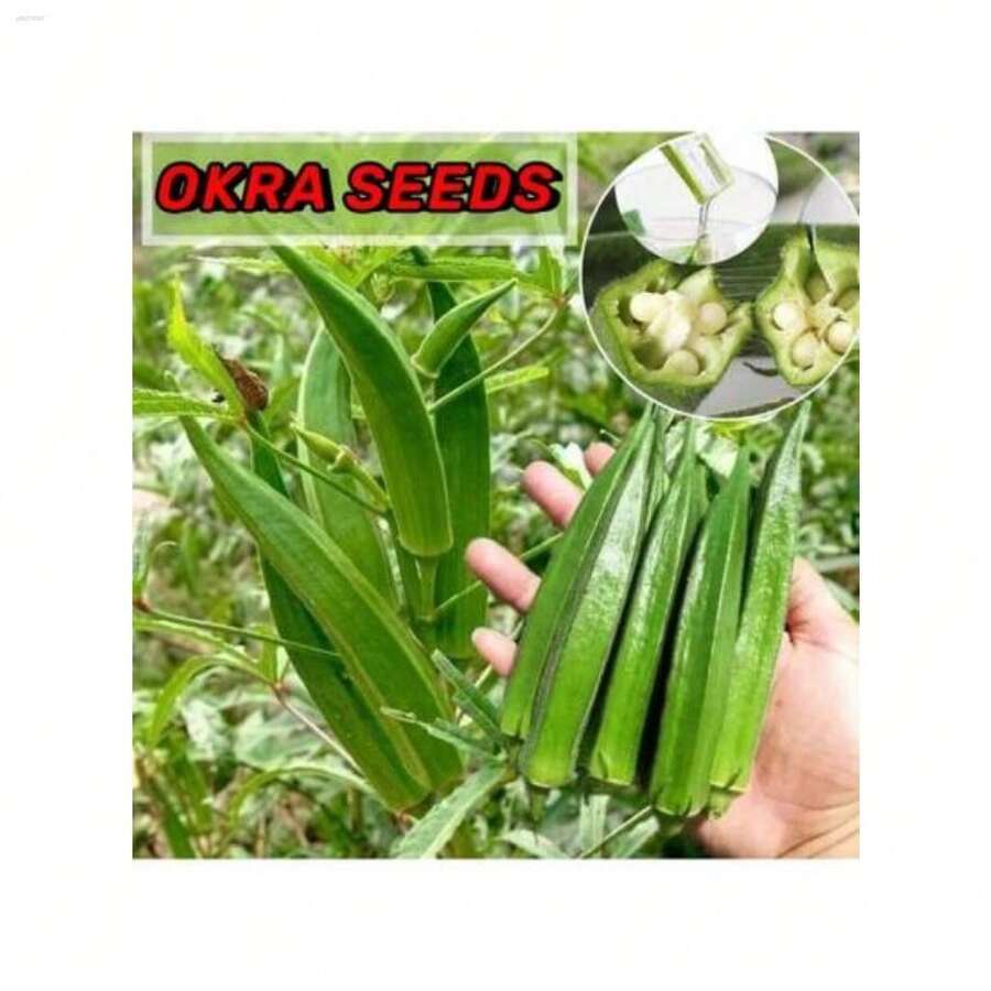 Perennial Okra Seeds - (50SEEDS/PACK) Okra Hybrid Vegetable Seeds High ...