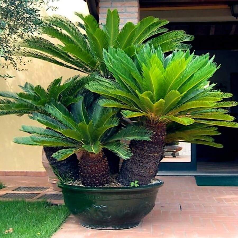 200 Seeds King Sago Palm Seeds Rare Tropical Prehistoric Cycad | SHEIN