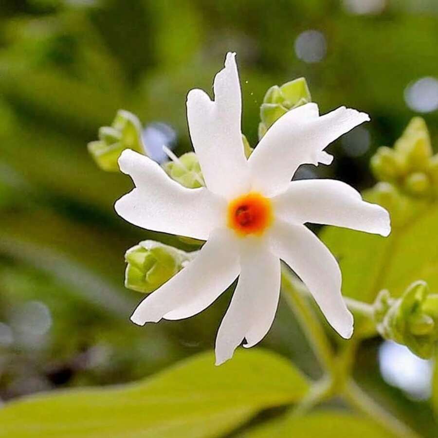 American Ready-Made Christmas Gifts Night Fragrant Jasmine 100 Seeds ...