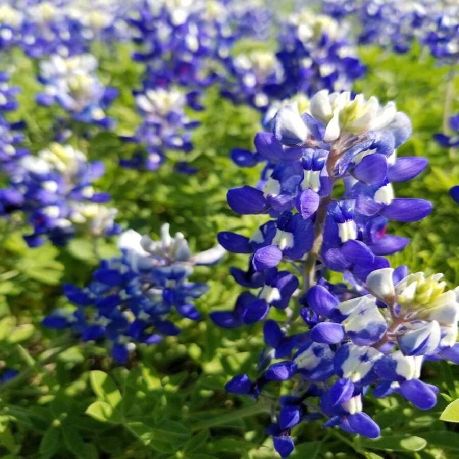 Texas Bluebonnet 200 Seeds (Lupinus Texensis) Texas Native Annual ...