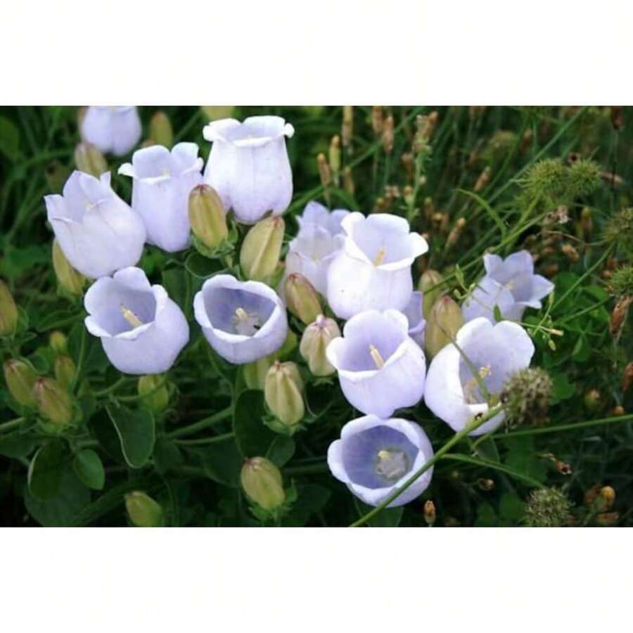 100seeds Campanula Incurva Seeds, Evia Bellflower Seeds, Campanula ...
