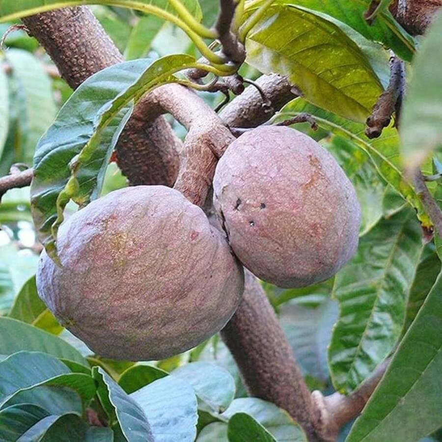 Red Custard Apple Tree Seeds Annona Reticulata Tropical Fruit Tree ...