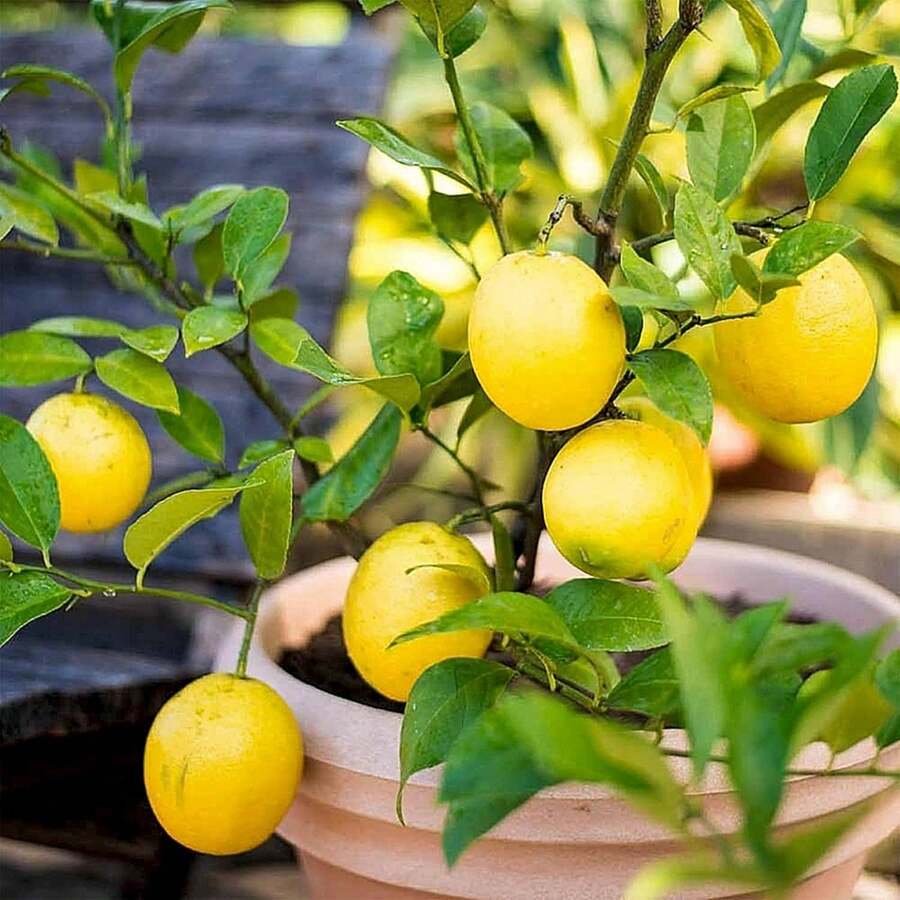 10 Dwarf Lemon Tree - Non-Gmo Heirloom Fruits, Evergreen High Yield For ...