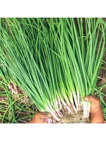 Free Home Delivery FAMILIFE (1000 Seeds) Vegetable Scallion Spring ...