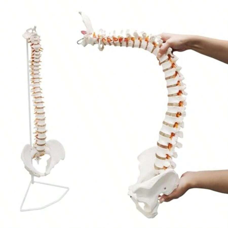 Human Spine Model 34 Life Size Spinal Cord With Hyoid Bone Nerves ...
