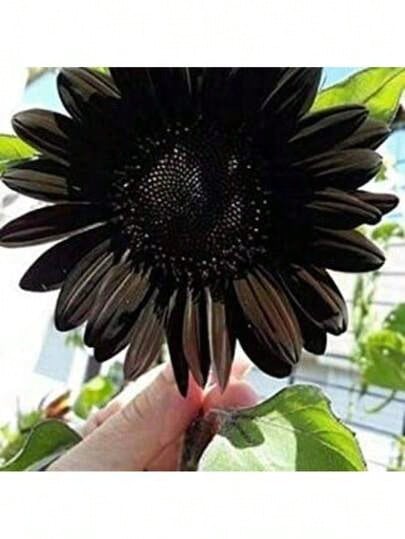 Drought Resistant And High Survival Rate 20 Black Beauty Sunflower ...