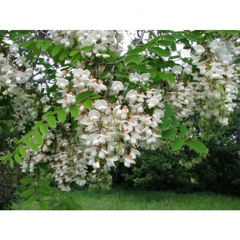 Rare Seeds Fake Saddle Tree Seeds 50, Aromatic Cold-Resistant Black ...