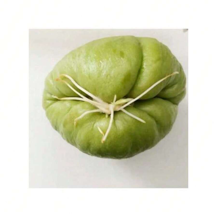Fgjdgjdd Heirloom Seeds Kjsdhfij Good Seeds Sprouted Okra Choko Chocho ...