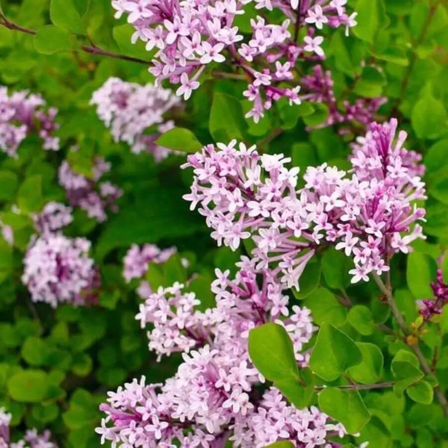 Plant With Dwarf Clove Seed, Clove Compact Shrub, Dwarf Shrub, Mixed ...