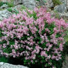 Plant With Dwarf Clove Seed, Clove Compact Shrub, Dwarf Shrub, Mixed ...
