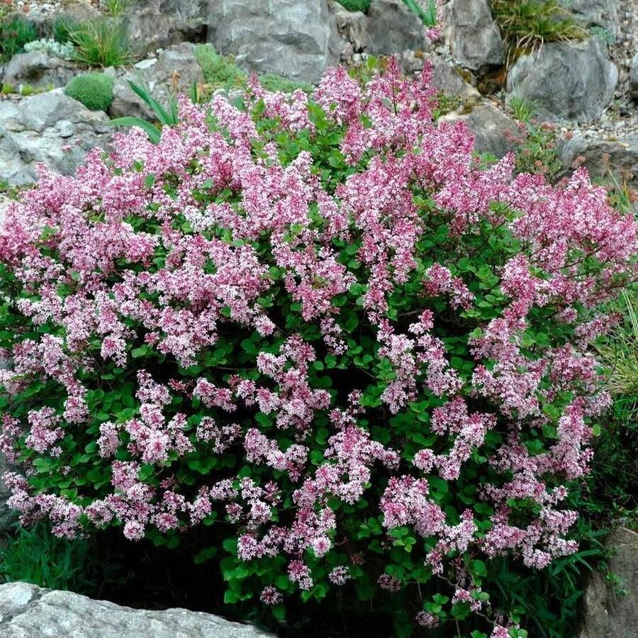 Plant With Dwarf Clove Seed, Clove Compact Shrub, Dwarf Shrub, Mixed ...