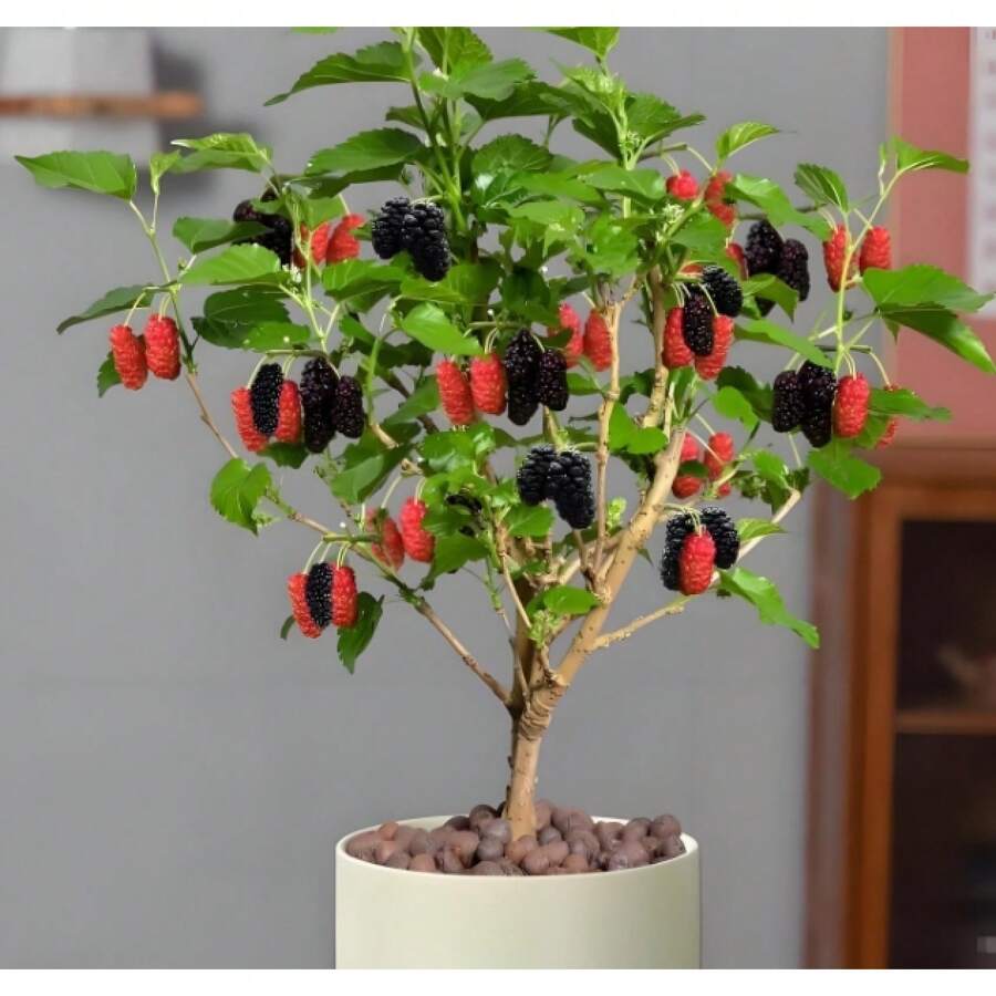 Fruit Tree Plants Dwarf Mulberry Seeds(100seeds/1pack)Mulberry Hybrid ...