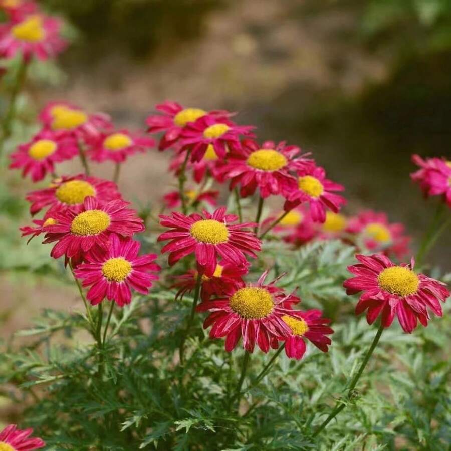 Pyrethrum Flower Seeds(20seeds/1pack)Natural Insect Repellant Rainbow ...