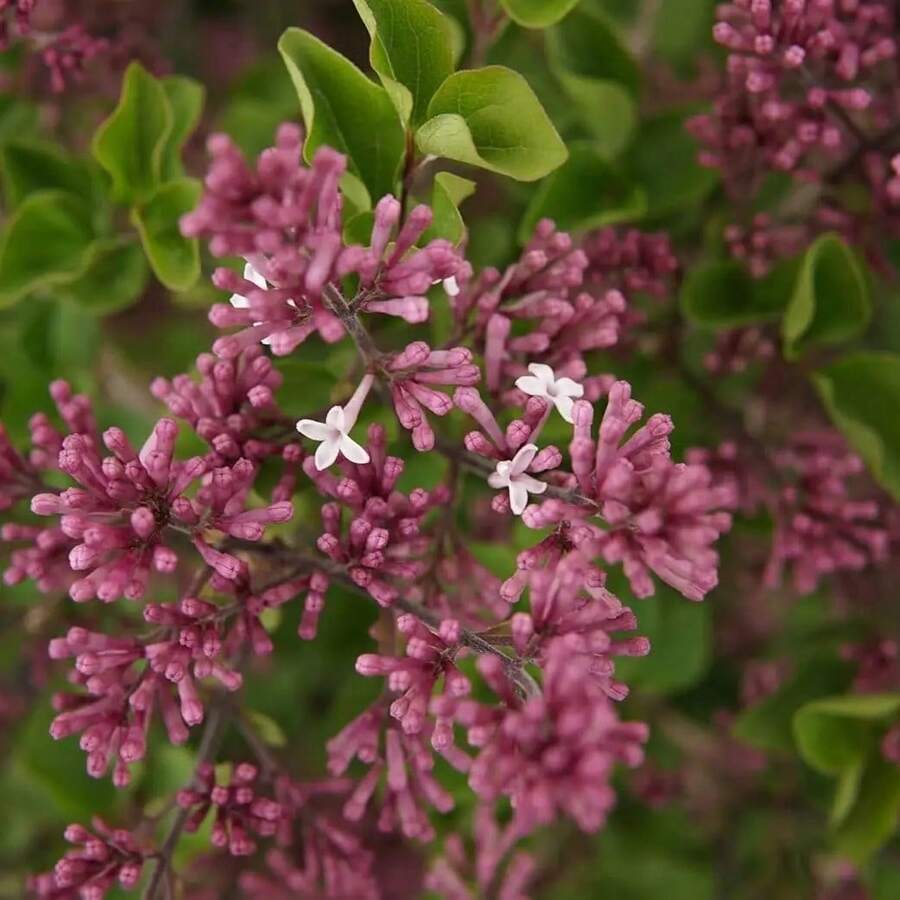 Plant With Dwarf Clove Seed, Clove Compact Shrub, Dwarf Shrub, Mixed ...