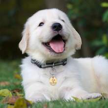 Etiqueta de identificação personalizada para animais de estimação ...