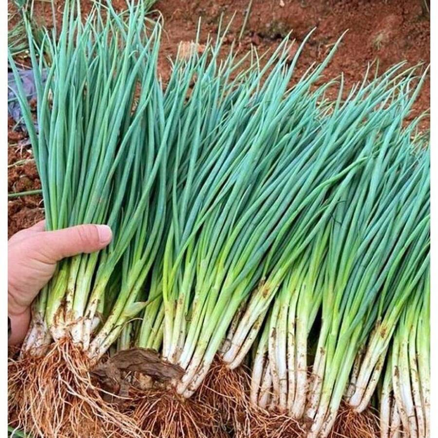 Dahon Ng Sibuyas Seeds(500seeds)Spring Onion Seeds | Bunching Onion ...