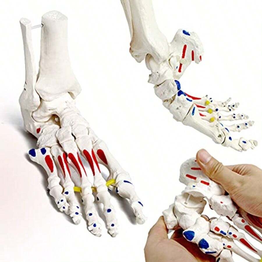 Foot Skeleton Model On Elastic W TibiaFibula Stump Strung Elastic ...