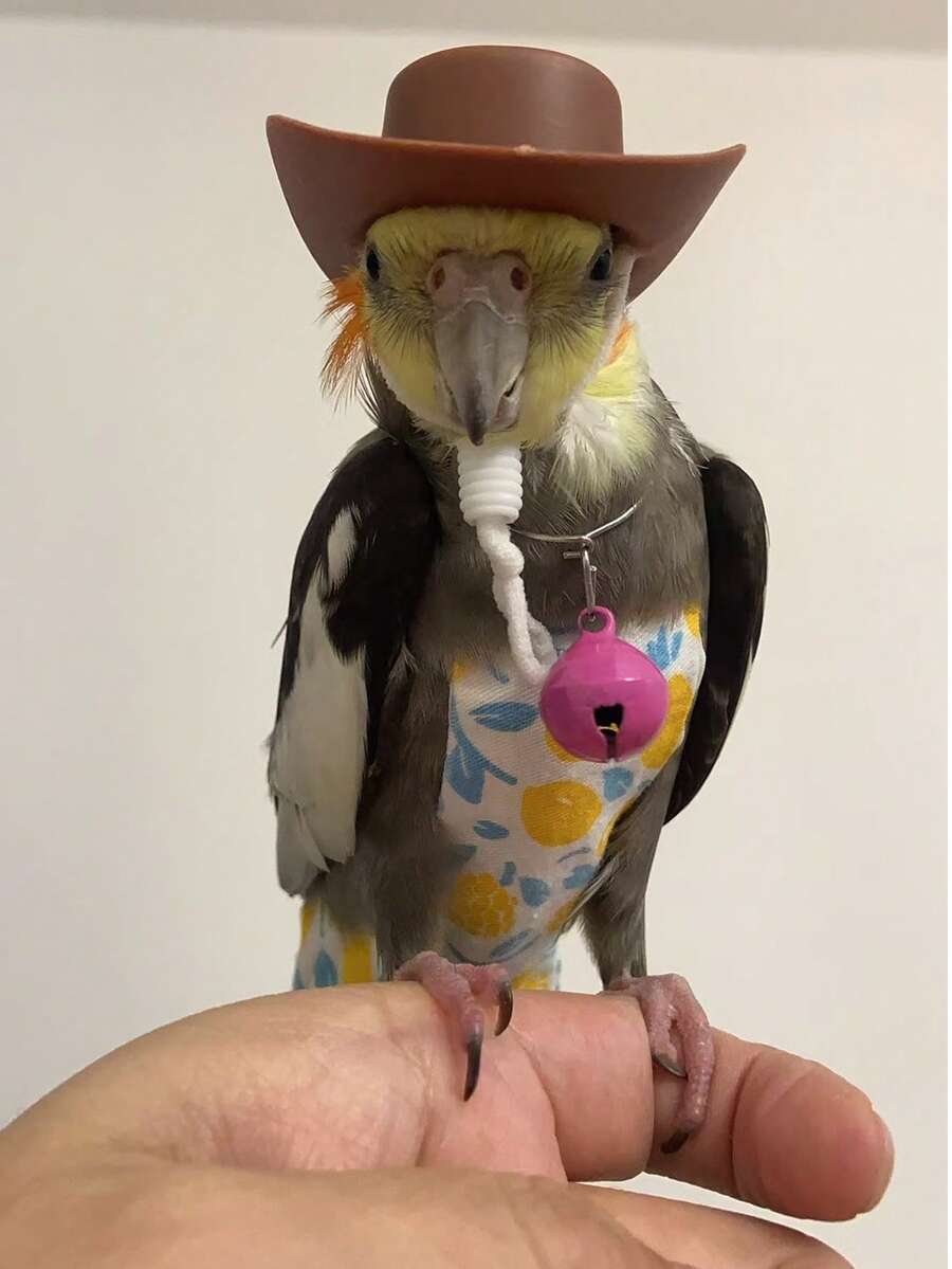 Bird Cowboy Hat, Parrot Cowboy Hat, Hamster Cowboy Hat, Bird Toy, Bird ...