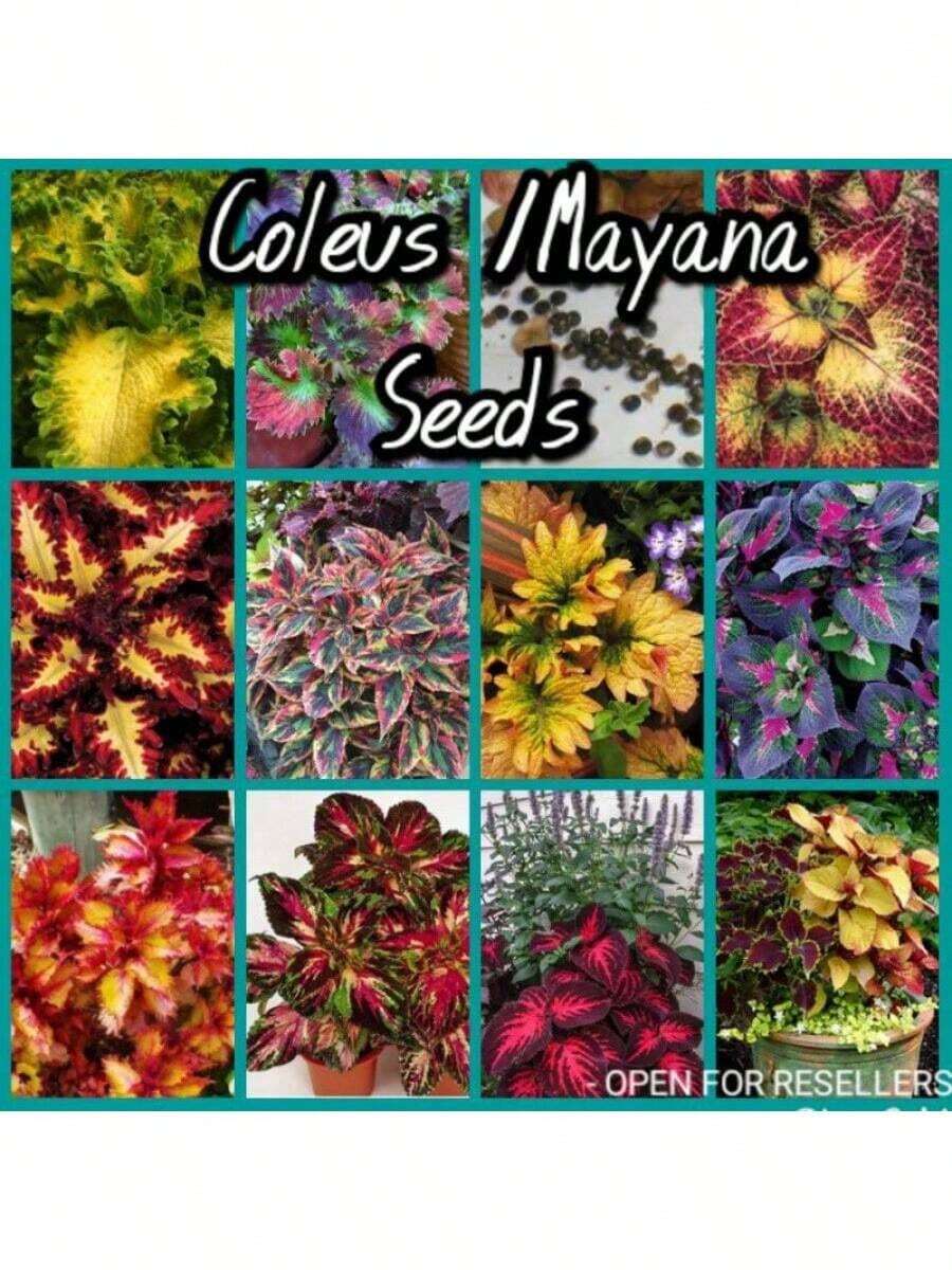 Unique Plants B1 Coleus Rare Varieties Seeds Hybrid Bonsai Thainland ...