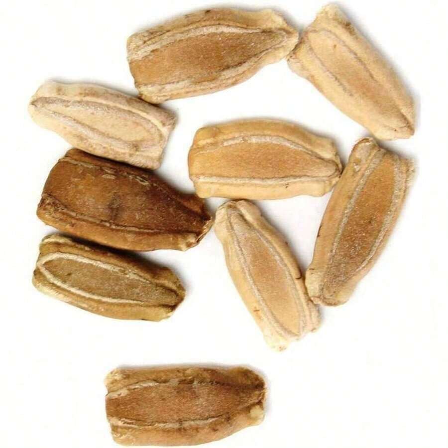 Ready To Plant Giant Long Variety Loofah Sponge Gourd UPO Vegetable ...