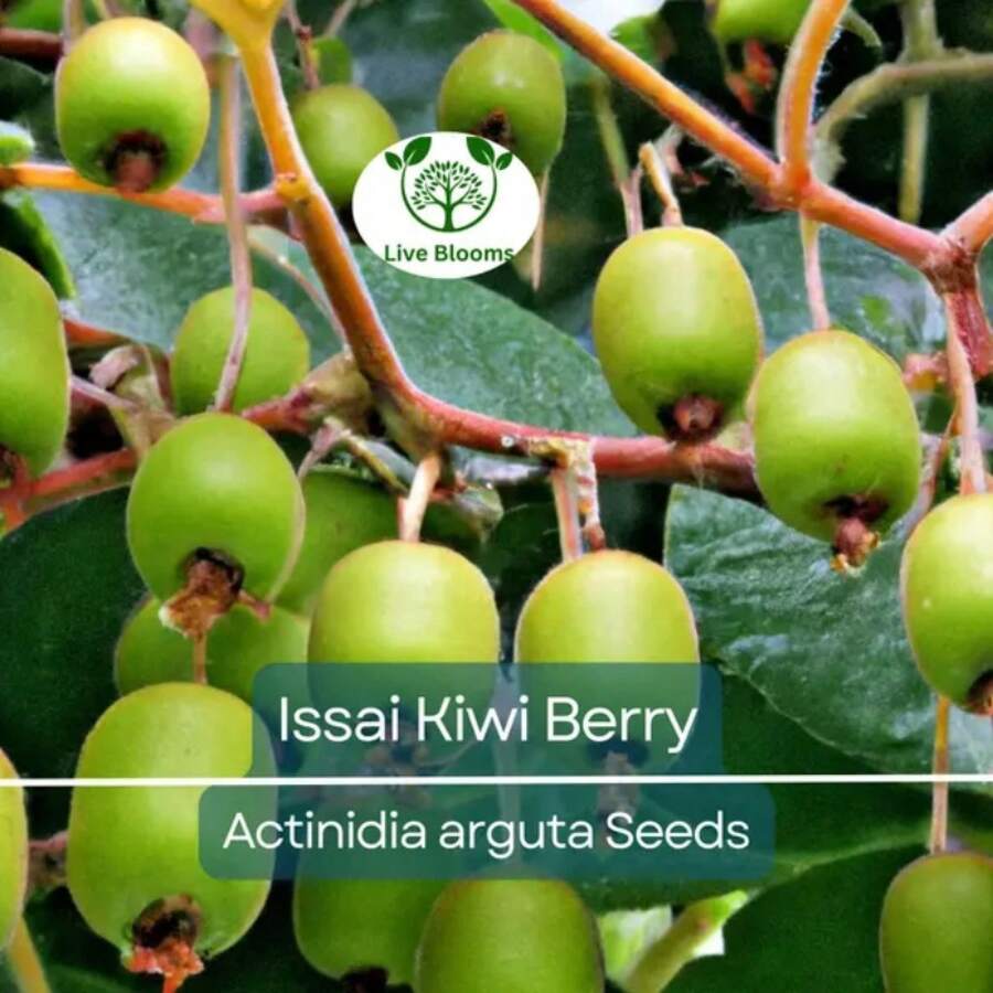 500seed Issai Kiwi Berry Seeds Arctic Grape, Kiwiberry FastGrowing ...