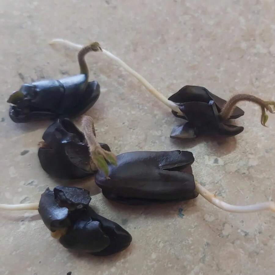 500seed Sprouted Ice Cream Bean Inga Edulis Seed See Description ...