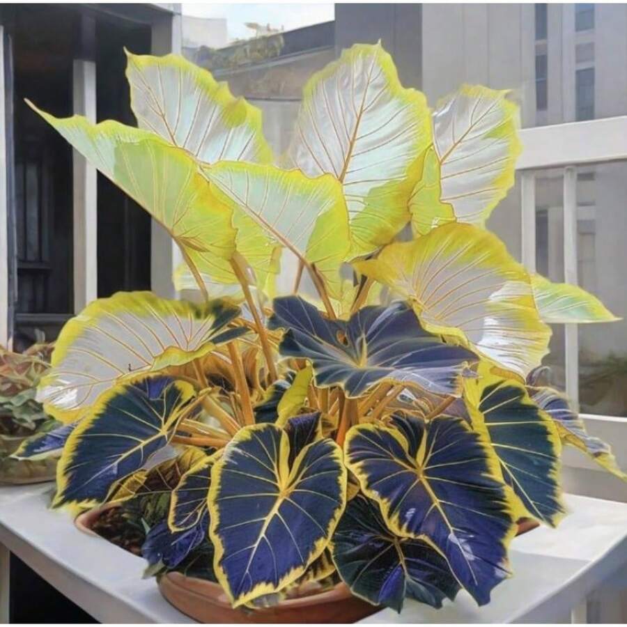 Elephant Ear Seeds (100-Pack) Winterhard & Easy To Grow, Strong Plants ...