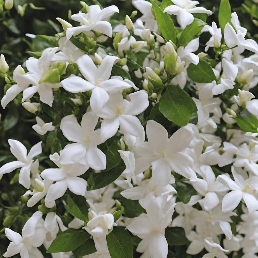 200pcs Jasmine Seeds Planting Guide NonGMO Jasmine Plants For Home ...