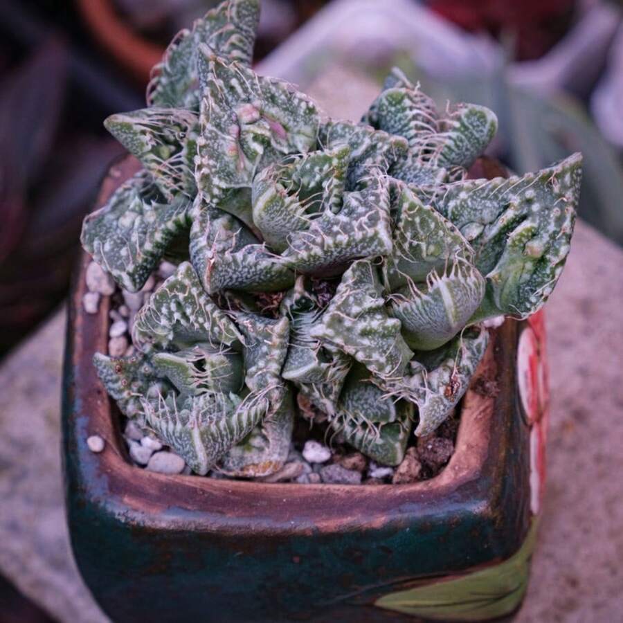 Faucaria Mixed Succulent 200Seeds Looks Like Alien Jaws for Sale ...