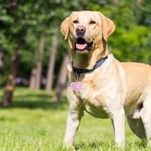 Heart-Shaped Dog Name Tag, Metal Back Laser-Engraved Dog Name Tag, Anti ...
