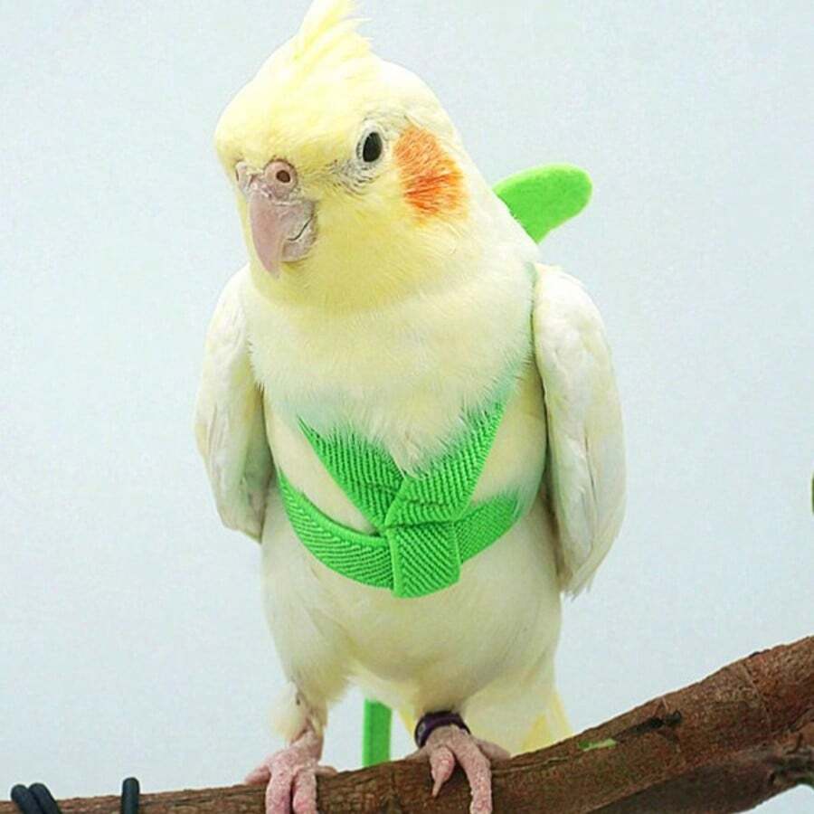 Parrot Flying Leash, Ultra-Light And Foot-Friendly, Suitable For ...