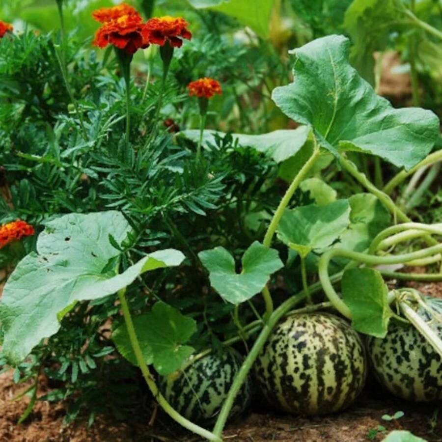 500seeds Piccolo Hybrid Seedless Watermelon Seeds Fruit Tree Seeds ...