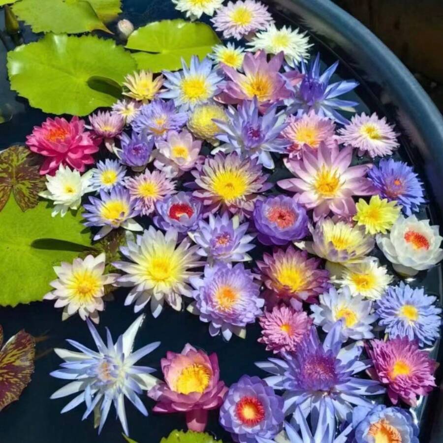 176pcs Water Lily Seeds, A Mix Of Pink, Red And Green Water Lily Seeds ...