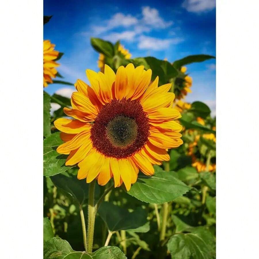 173Pcs Planted Sunflower Seeds, Exotic, Easy To Grow, Garden Gifts for ...