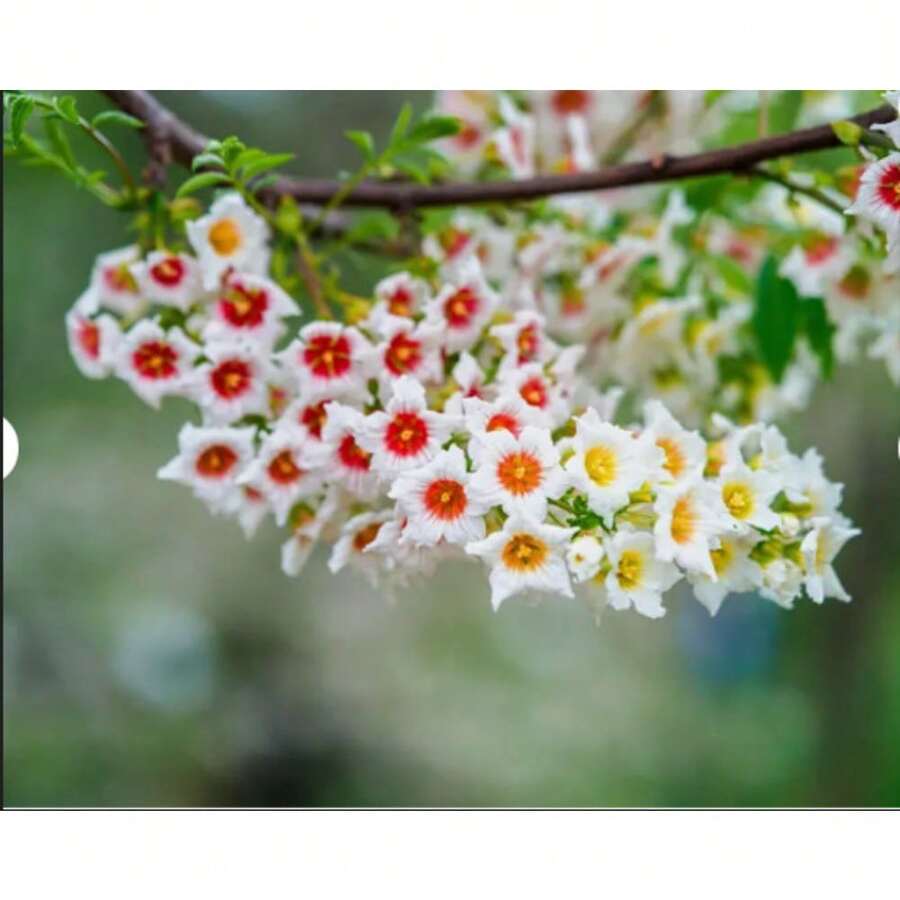 100 Yellowhorn Xanthoceras Sorbifolium Alias Golden Horn Tree, Rain ...