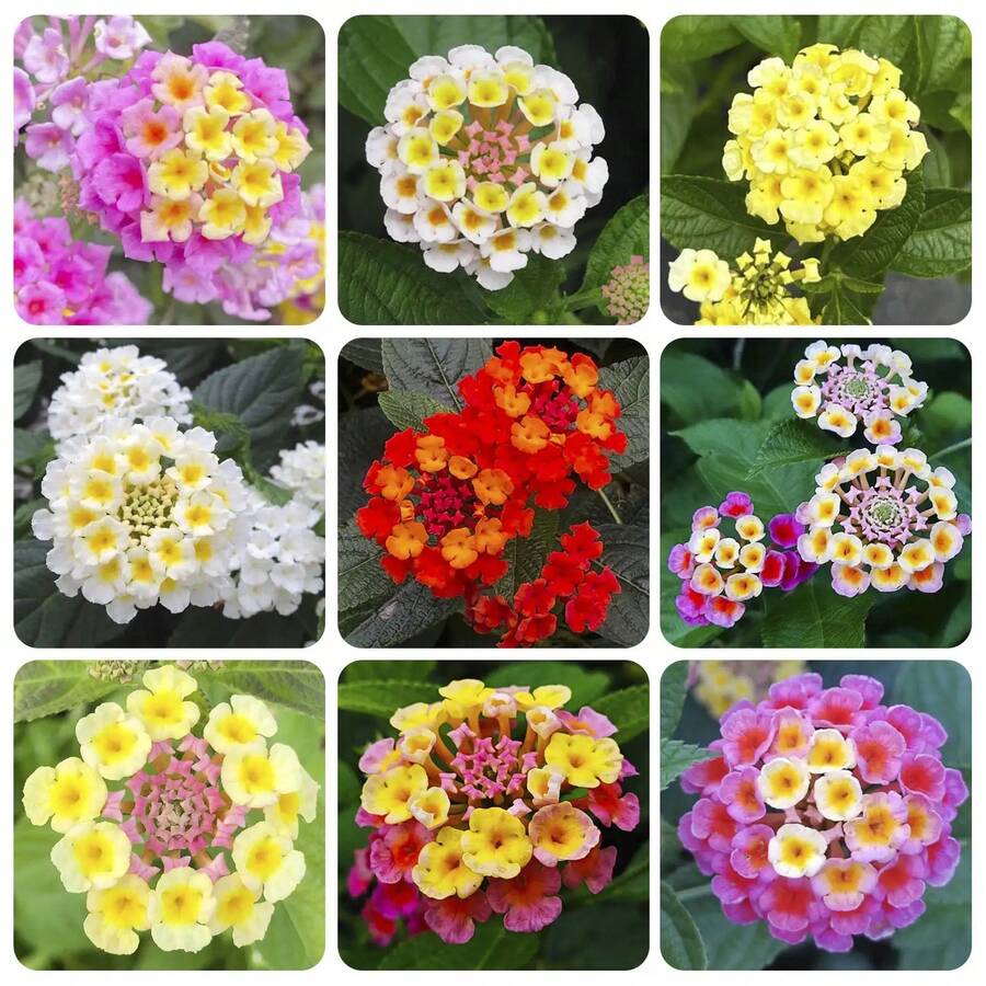 149pcs Perennial Mix Lantana Flowers Seeds For Planting Outdoors Home Garden for Sale Australia ...