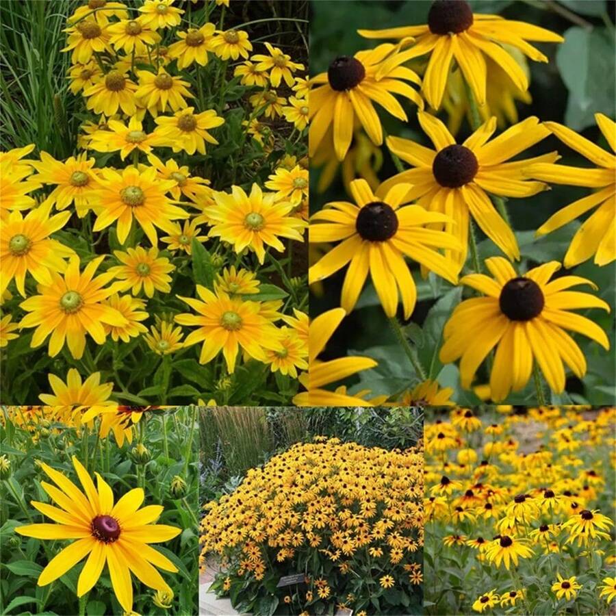 176pcs Garden Plant Seed Flower Seed Rudbeckia Laciniata Black Or Brown ...