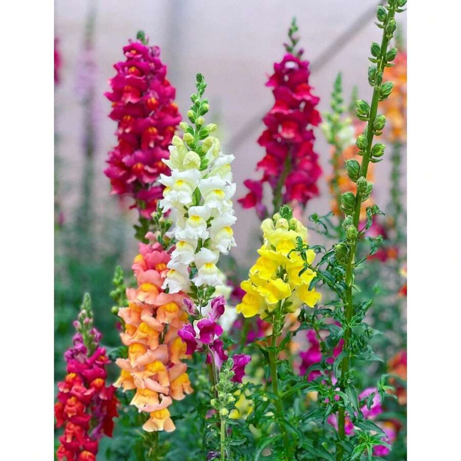 1000 Snapdragon Seeds – Premium Snap Dragon Seeds For Planting, Cut ...