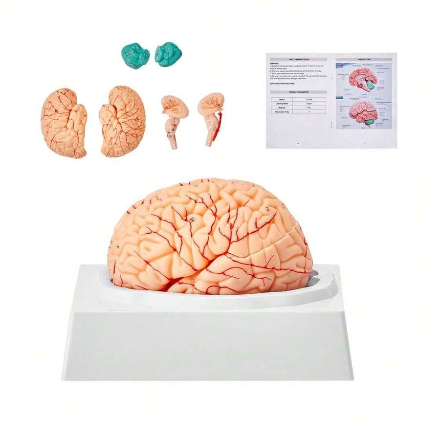 9-Part Life-Size Human Brain Anatomy Model - Detailed Educational Tool ...