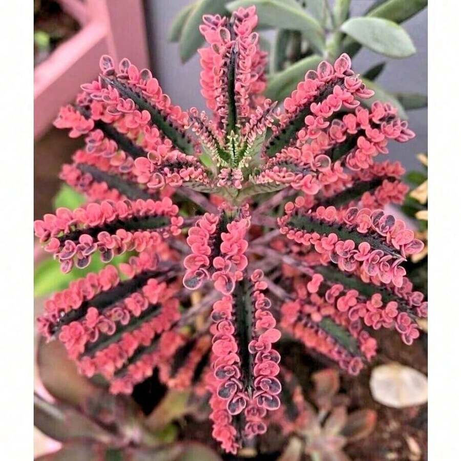 Kalanchoe Pink Butterfly, Rare Succulent, Drought Tolerant Plant Seed ...