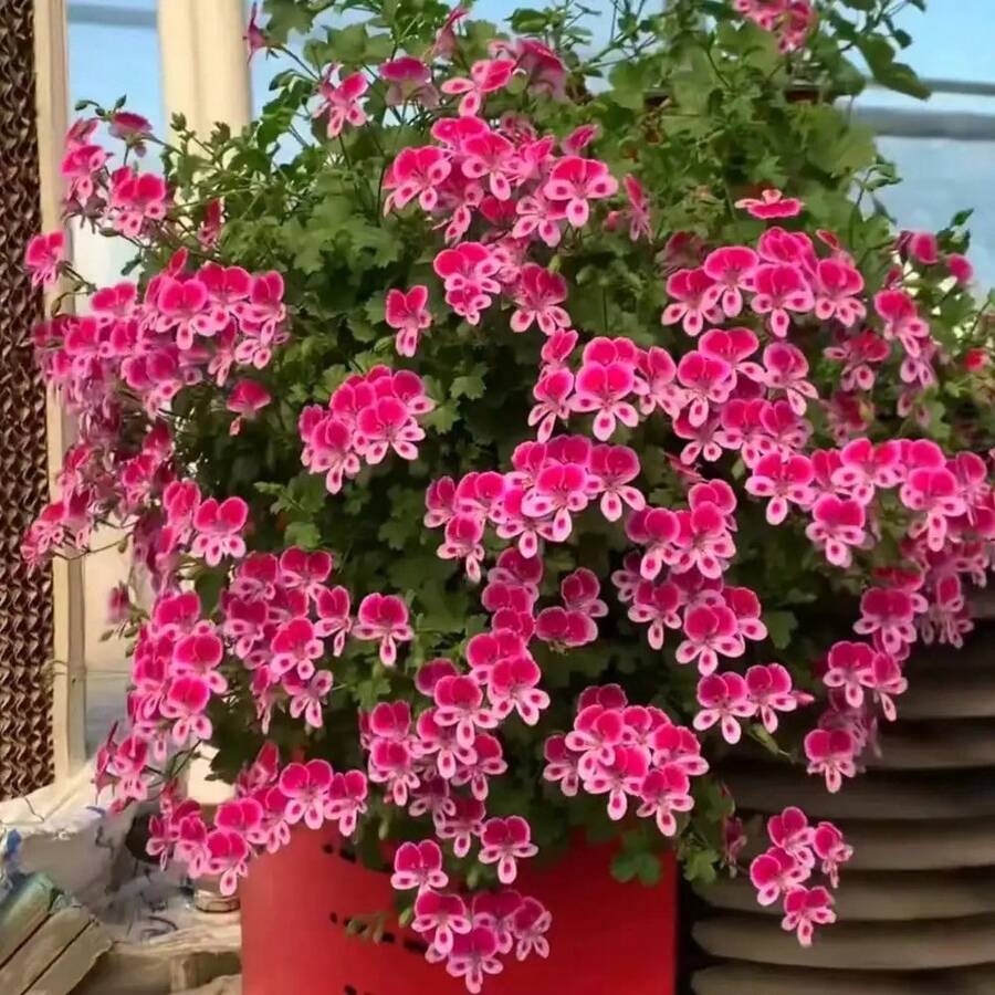 Mix Geranium Seeds For Planting - 20 Pcs Annual, Heat & Drought ...