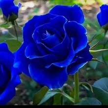 100PCS Perennial Rose Seeds, Dazzling Fragrant Flowering, Plant ...