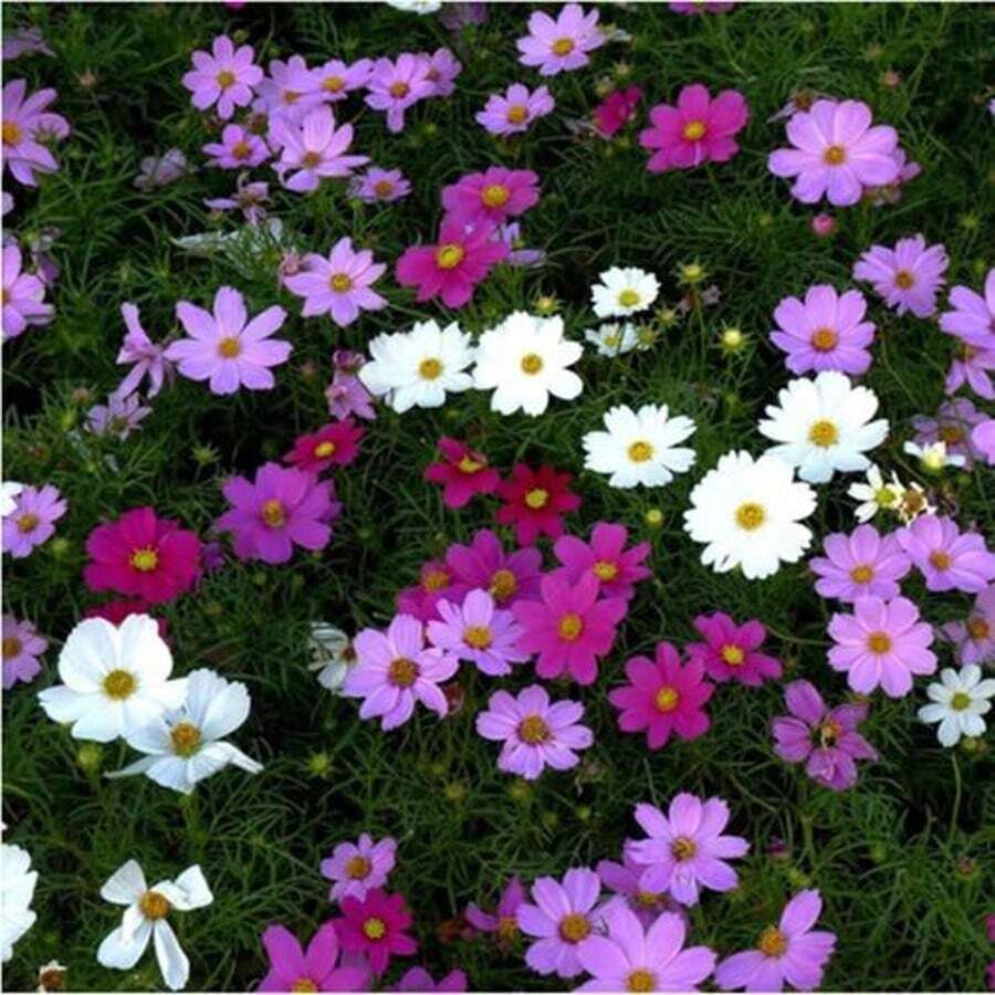 Random Assorted Flower Seeds, Great For Spring Garden Beds And Mother's ...