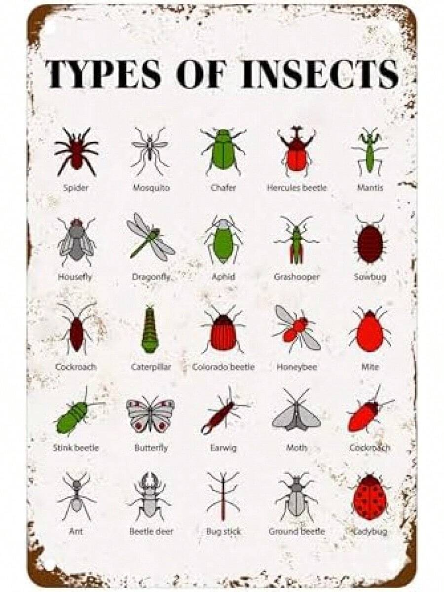 Types Of Insects Bug Sign Metal Tin Signs Insects Collection Species ...