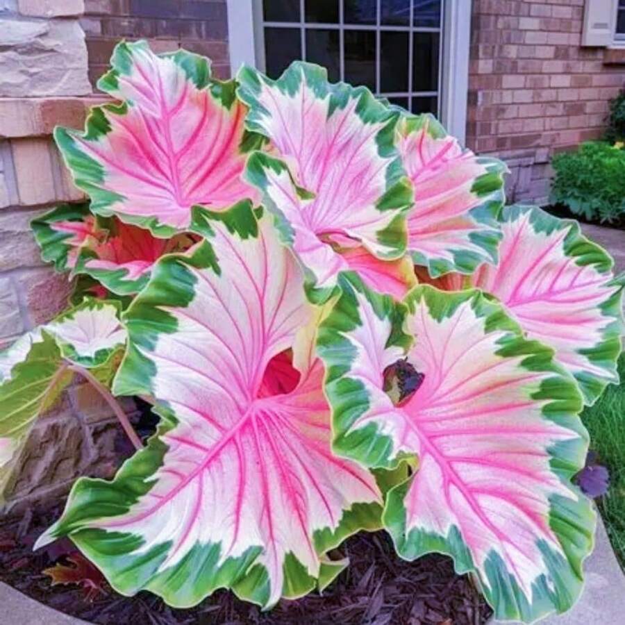 Giant Garden Ornaments: 200 Fast-Growing Elephant Ear Seeds That Are ...