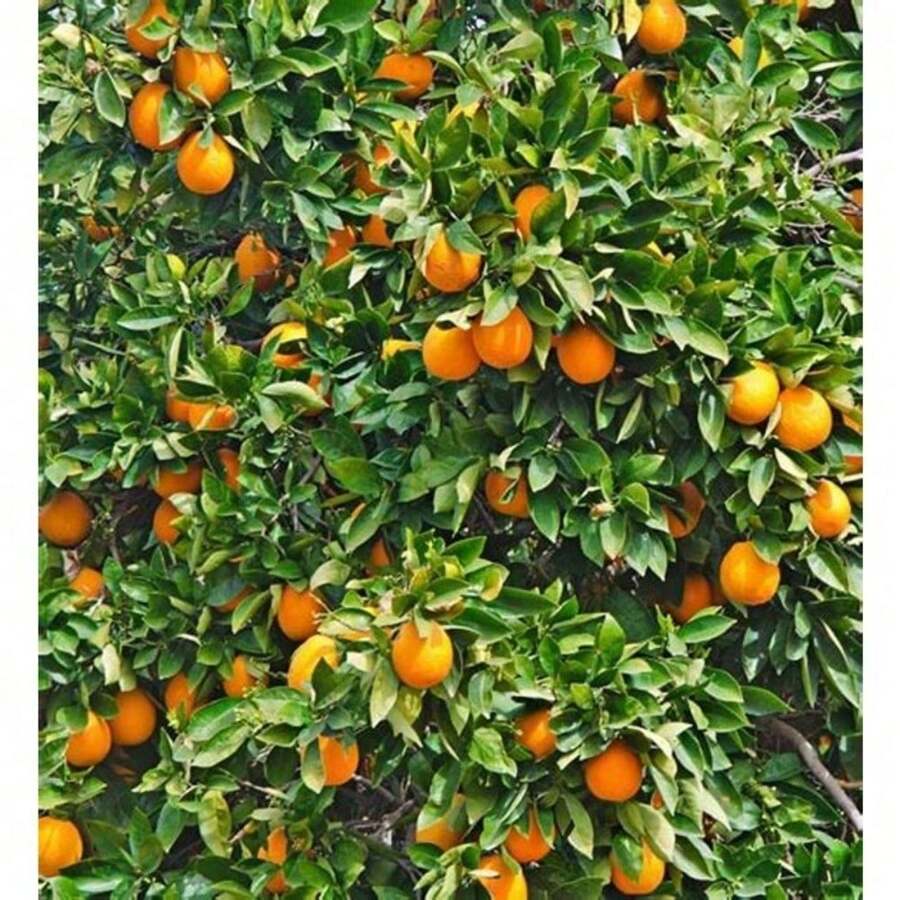 Seedless Citrus Tree Seeds, Delicious Orange Indoor/Outdoor Fruit Tree ...